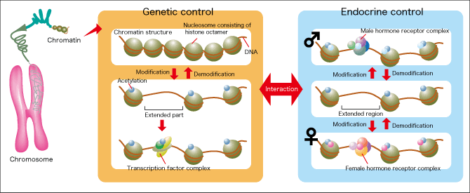 Special Feature 1 - Diversity in Sex | Sex is a continuous spectrum ...