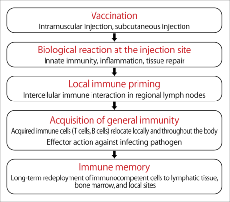 Pursuing faster, better vaccination: The near future in the ever ...