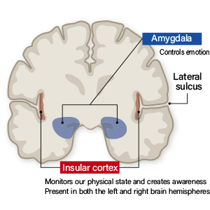 Triple network of the brain linking mental activity with the body