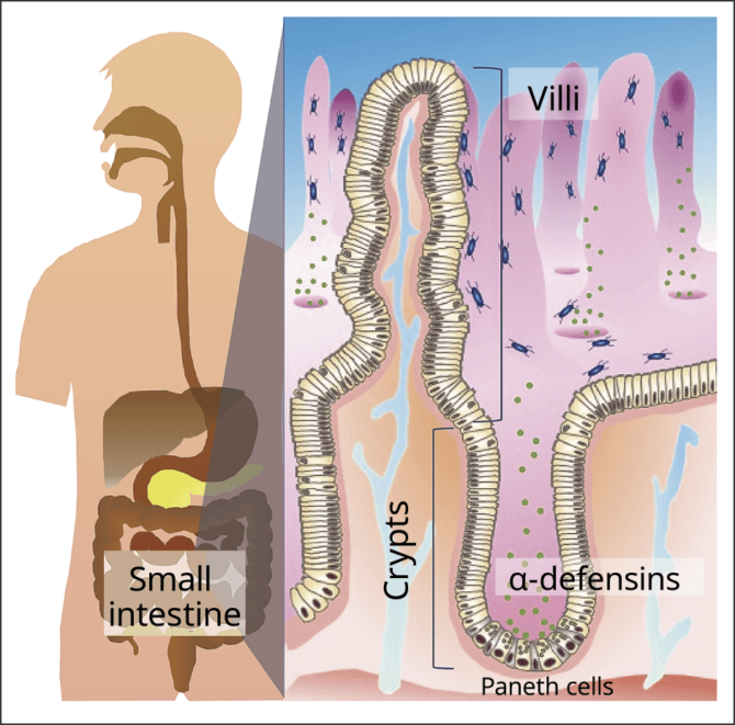 Factors and cells controlling the gut–brain axis