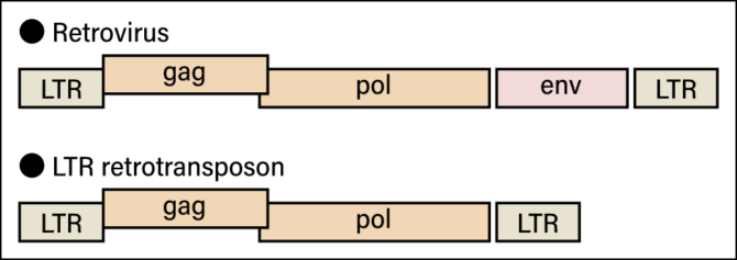 Shedding light on the role of viruses in biological evolution