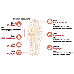 The relationship between humans and viruses —— promising field for ...