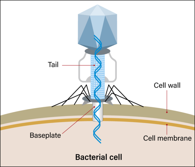 Bacteriophages: the natural predators garnering attention with the ...