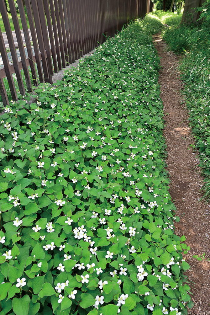 The ingenious modes of evolution that ensured plants’ survival for 470 ...