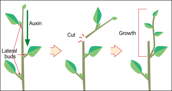 The ingenious modes of evolution that ensured plants’ survival for 470 ...