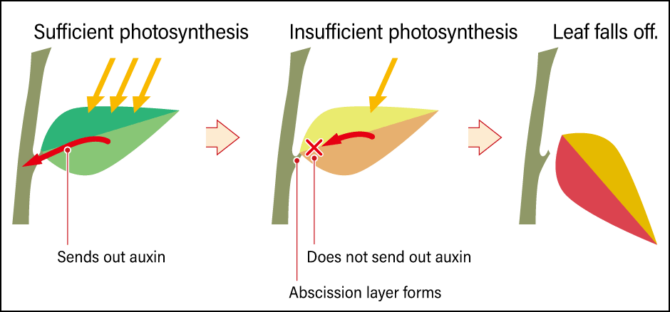 The ingenious modes of evolution that ensured plants’ survival for 470 ...