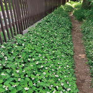 The ingenious modes of evolution that ensured plants’ survival for 470 ...