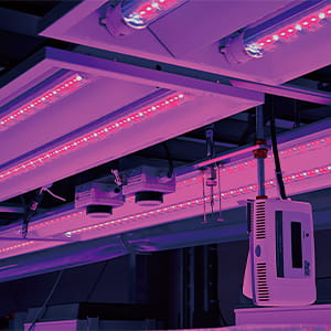 The mechanisms of photosynthesis being brought to light