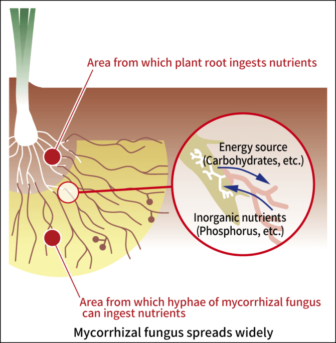 How plants gained the ability to defend themselves against "enemies ...