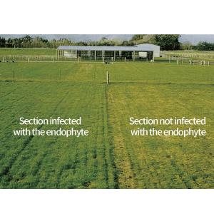 How plants gained the ability to defend themselves against "enemies ...