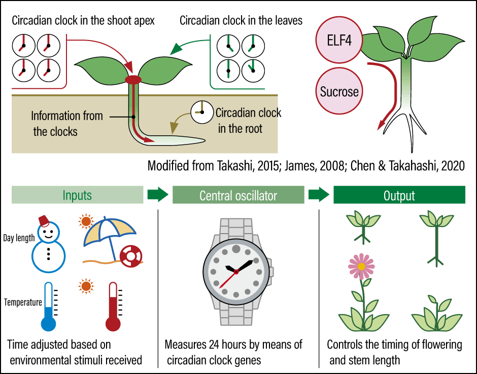 The circadian clock —— the ingenious mechanism enables plants to ...