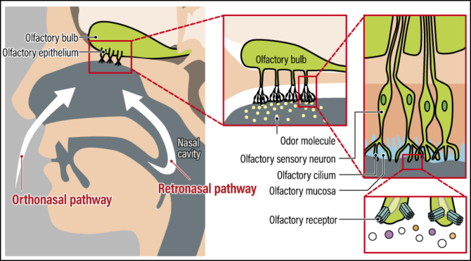 Olfaction enabling us to savor tasty flavors could hold the key to ...