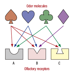 Olfaction enabling us to savor tasty flavors could hold the key to ...
