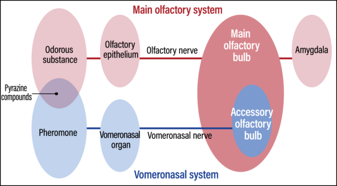 How smells influence our mental state and behavior through olfactory ...