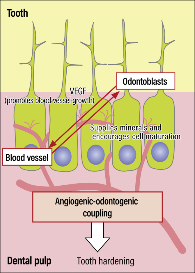 Unexpectedly diverse —— The manifold mysteries of blood vessel ...