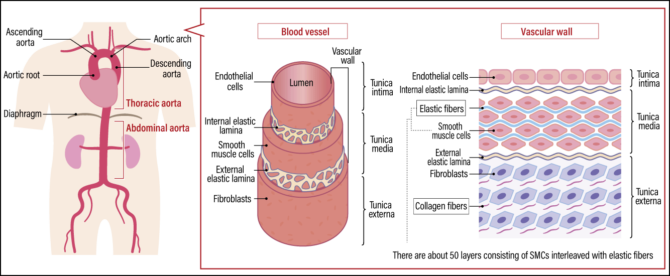 The proteins in the extracellular environment involved in arterial diseases