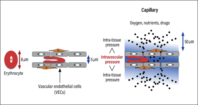Ghost vessel formation in capillaries is closely associated with ...