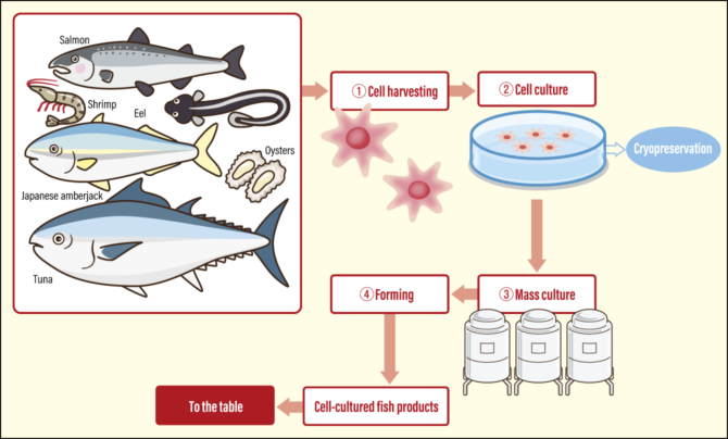 Cellular aquaculture: High hopes for the seafood equivalent of cultured ...