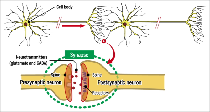 How can we retain memories? A look at the site of memory formation in ...