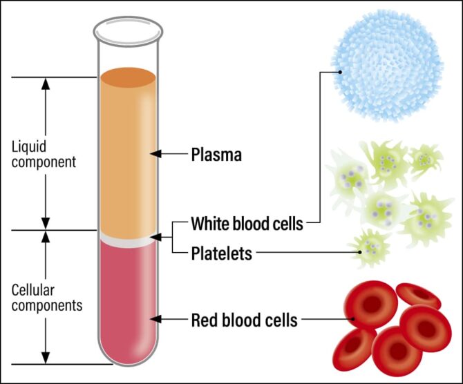 Learning about the diverse functions fundamental to sustaining life