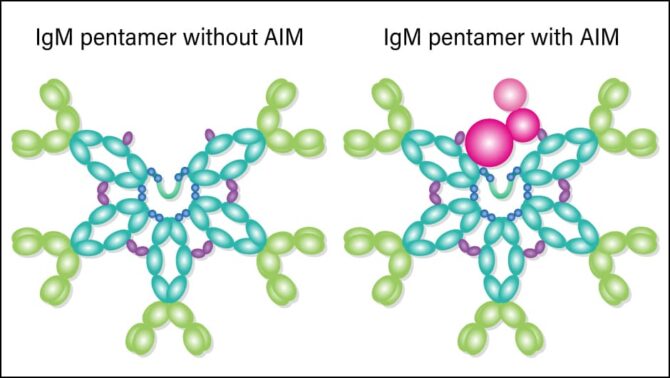 Could the macrophage-derived protein AIM save cats from kidney disease?