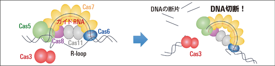 日本発! ゲノム編集技術CRISPR-Cas3